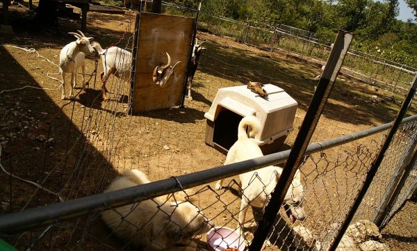Build A Goat-Proof Dog Feeding Area | Self-Reliance