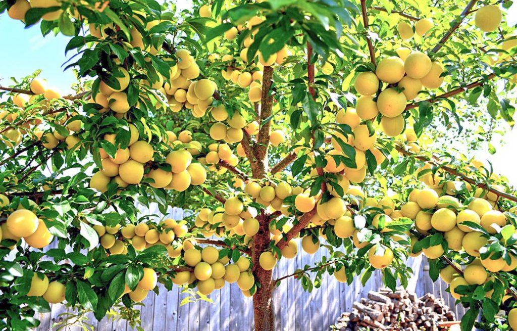 A Plethora Of Plums | Self-Reliance