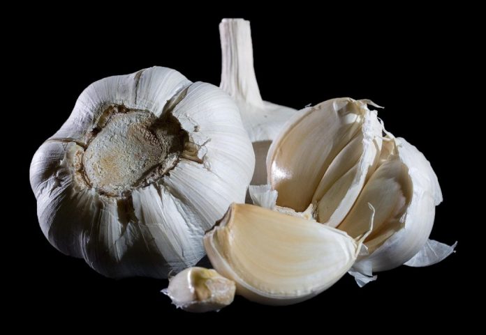 Garlic — An Antibiotic You Can Grow In Your Garden | Self-Reliance