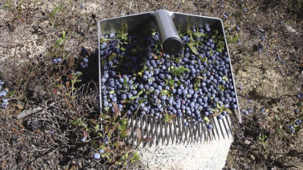 Growing Fruits In The North