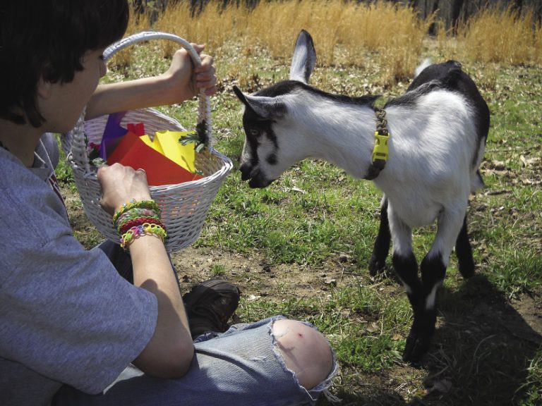 Off To A Good Start — Newborn Goats And The First Days Of Life | Self ...