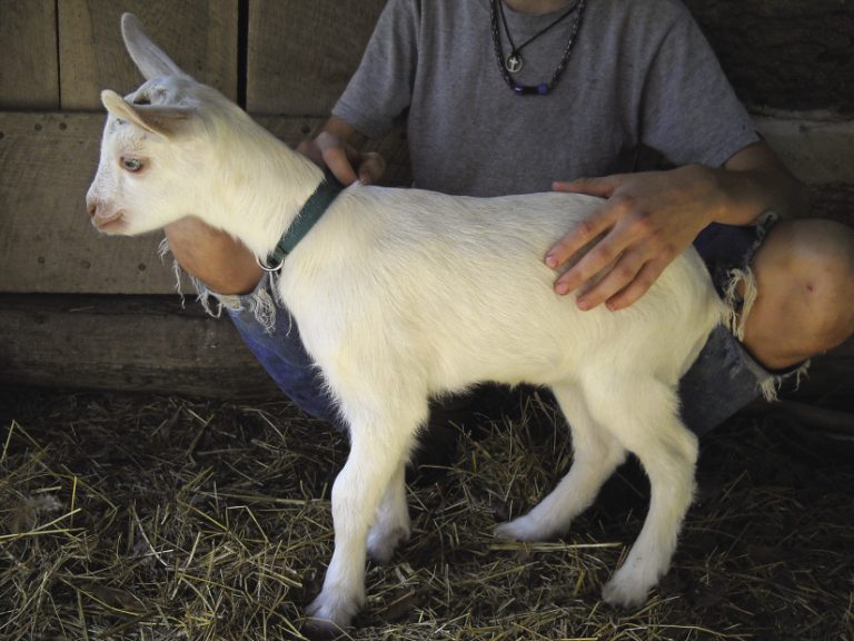 Off To A Good Start — Newborn Goats And The First Days Of Life | Self ...