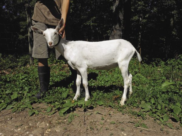 Off To A Good Start — Newborn Goats And The First Days Of Life | Self ...