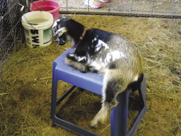 Off To A Good Start — Newborn Goats And The First Days Of Life | Self ...