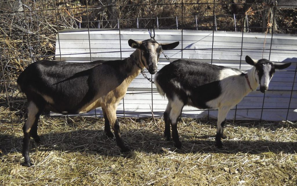 Off To A Good Start — Newborn Goats And The First Days Of Life | Self ...