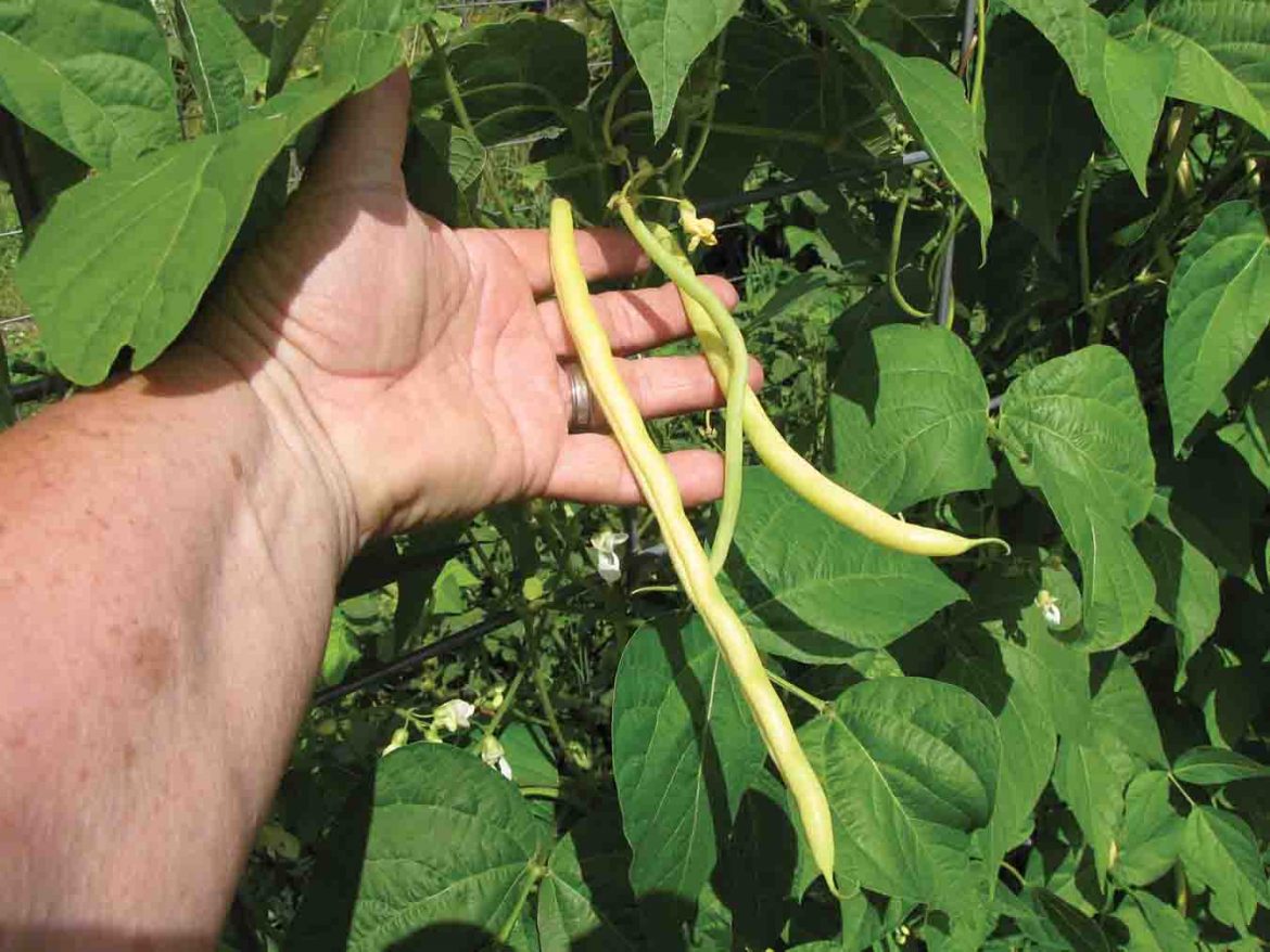 Versatile beans for the homestead