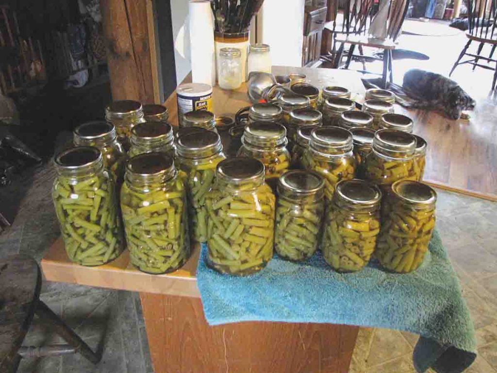 Versatile beans for the homestead