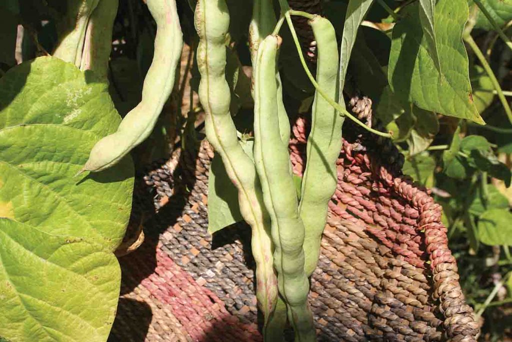 Versatile beans for the homestead