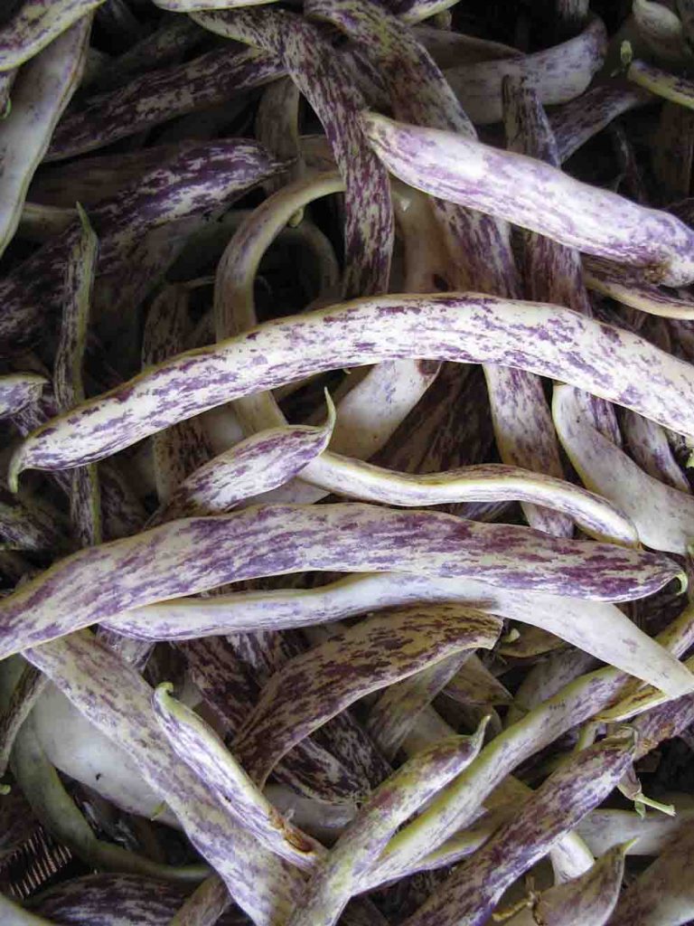 Versatile beans for the homestead