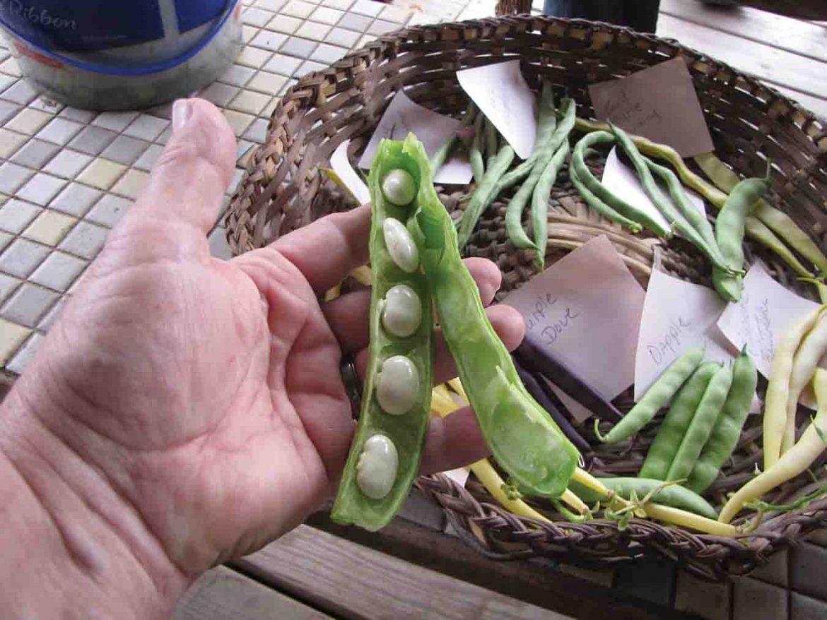 Versatile beans for the homestead