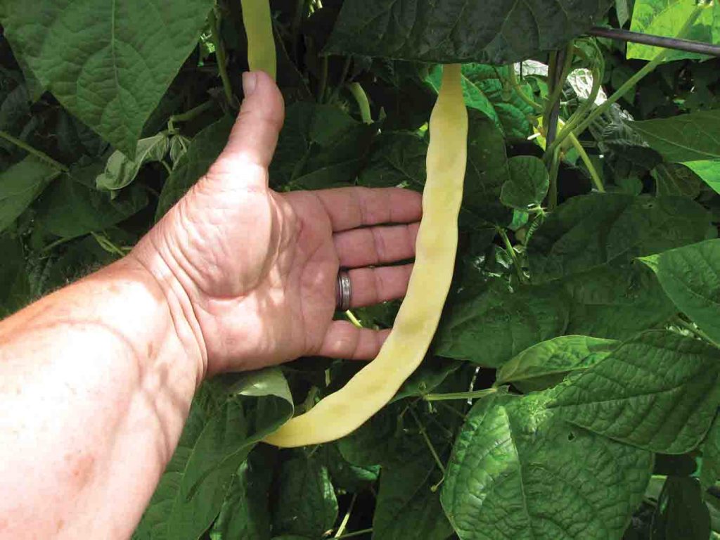 Versatile beans for the homestead