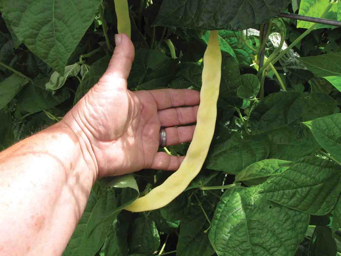 Versatile beans for the homestead