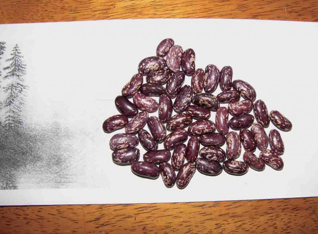 Versatile beans for the homestead