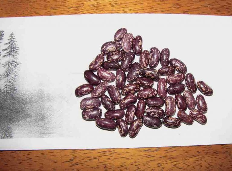 Versatile beans for the homestead