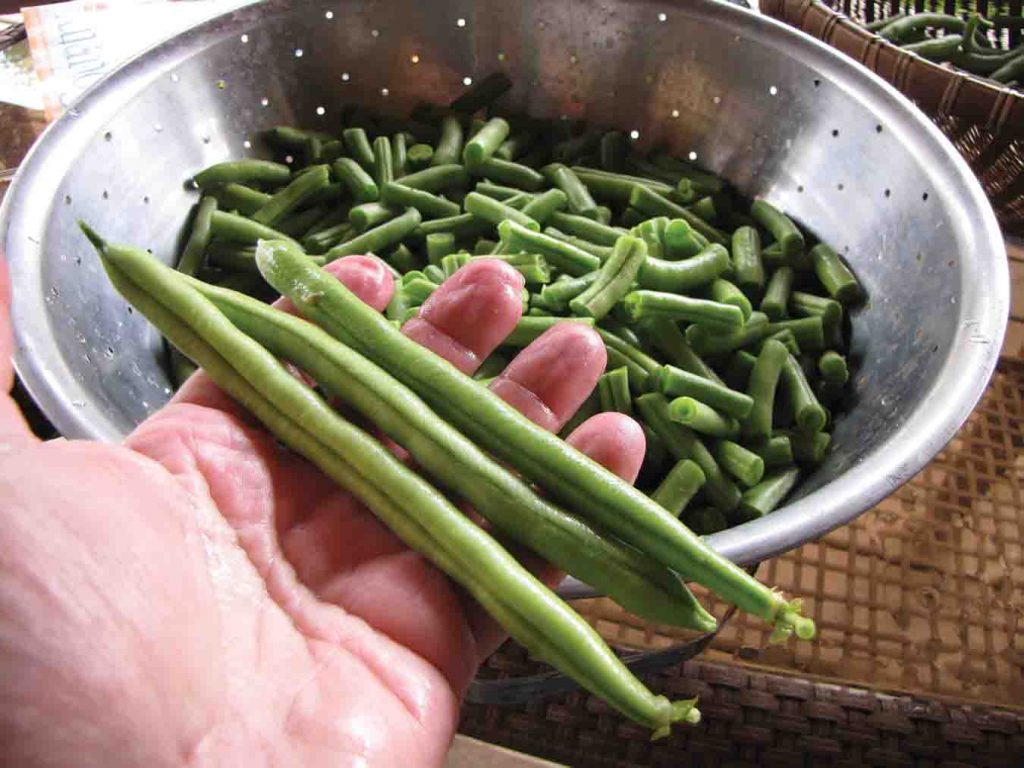 Versatile beans for the homestead